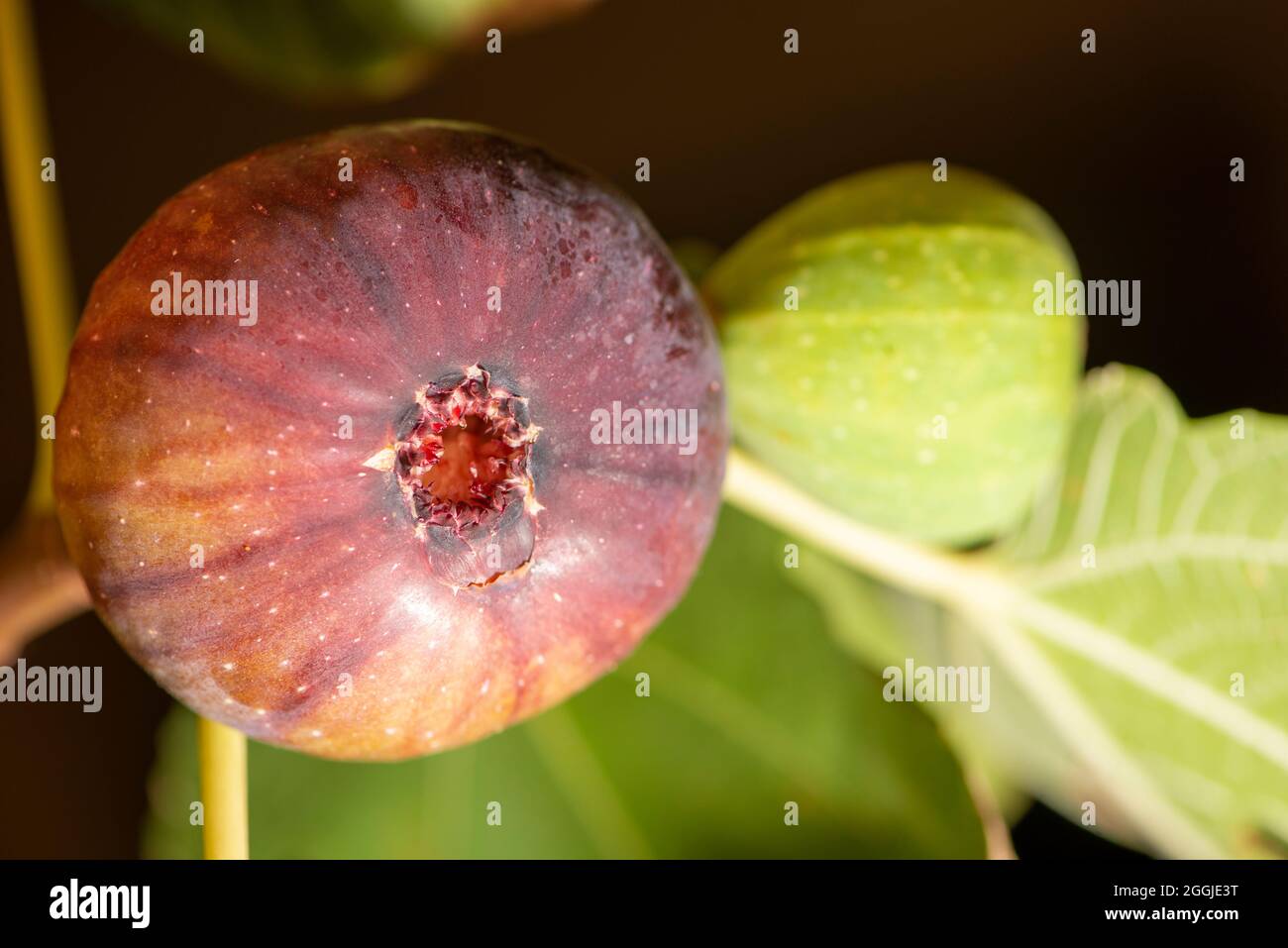 Pair of purple figs hi-res stock photography and images - Alamy