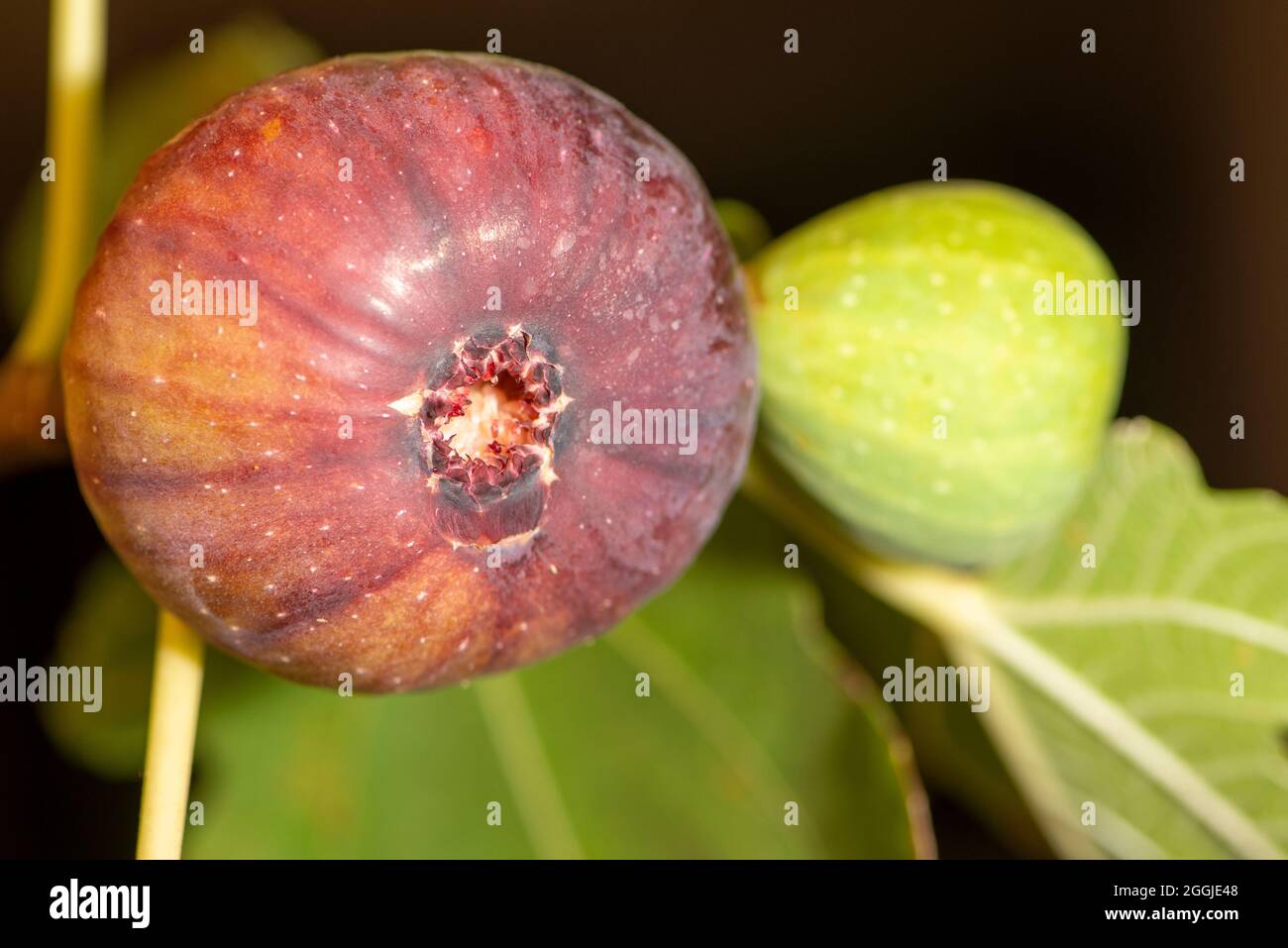 Pair of purple figs hi-res stock photography and images - Alamy