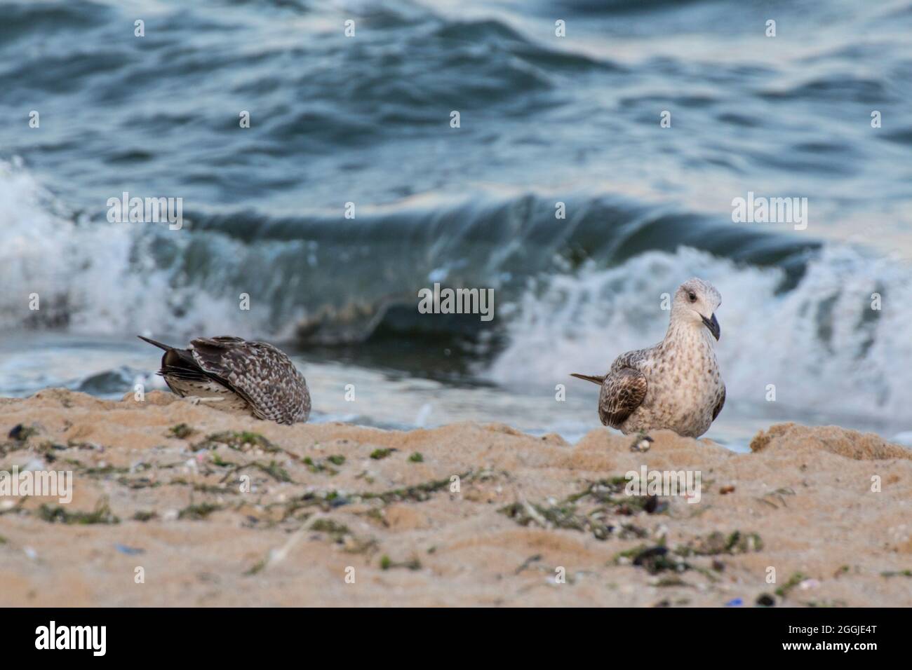Birds eating on the sunny beach Stock Photo - Alamy