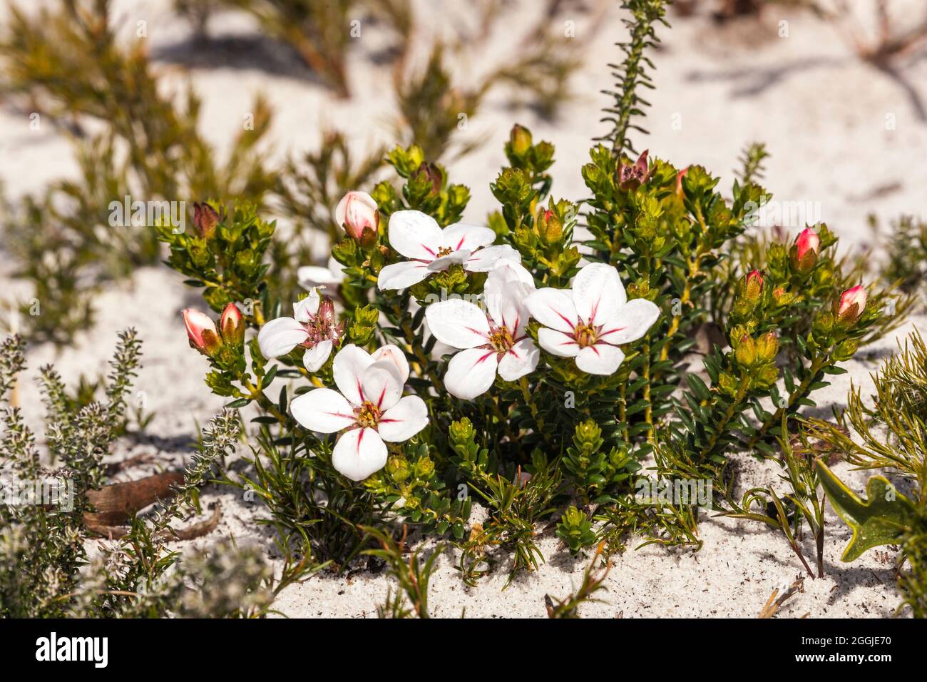 China flower hi-res stock photography and images - Alamy