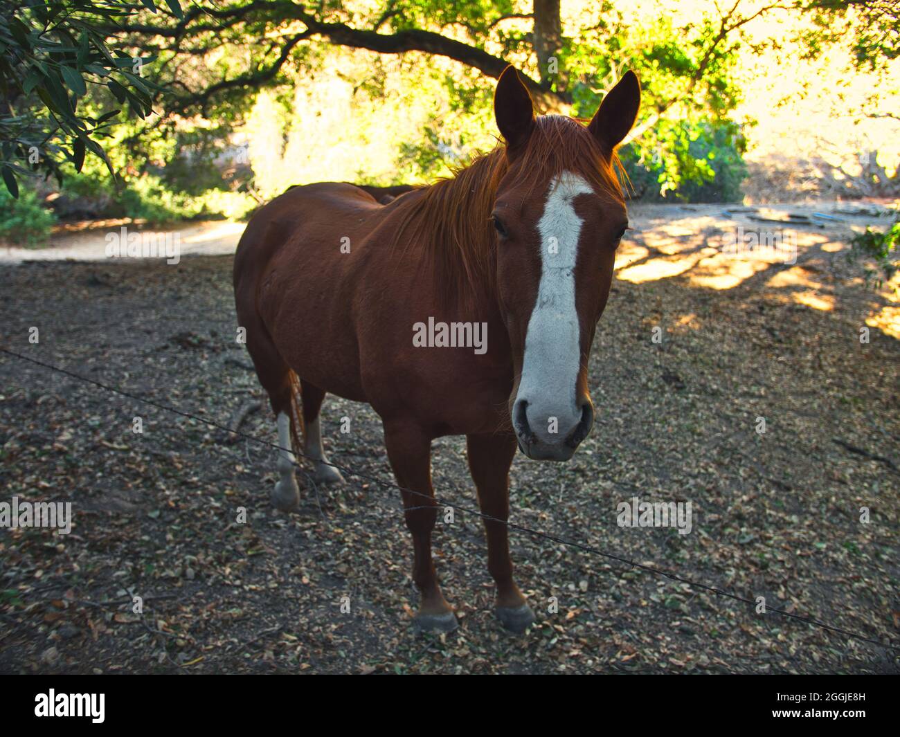 Closeup shot of a horse grazing grass outdoors Stock Photo - Alamy