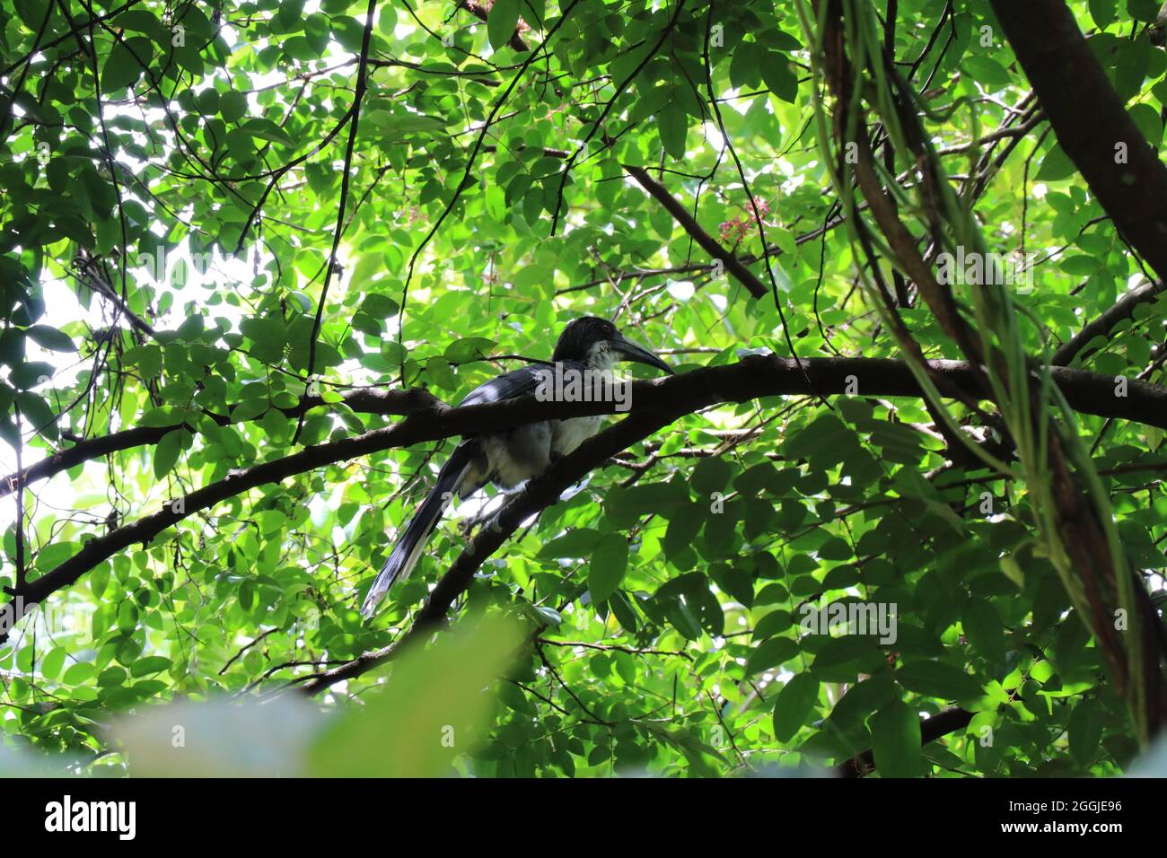 A bird sitting on the branch of the tree Stock Photo - Alamy