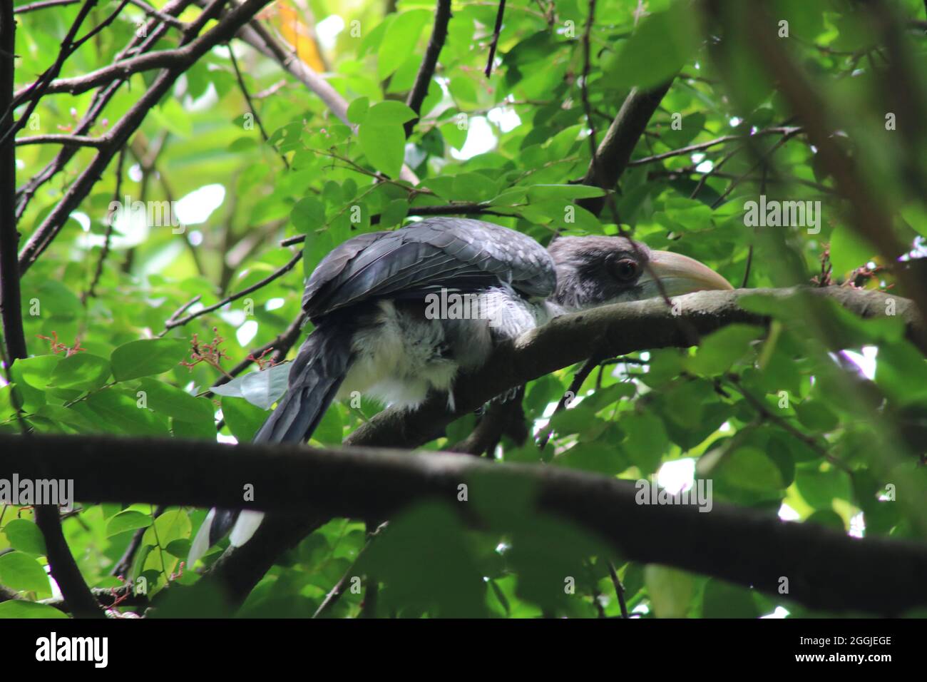 Big bird on the branch of the tree Stock Photo - Alamy