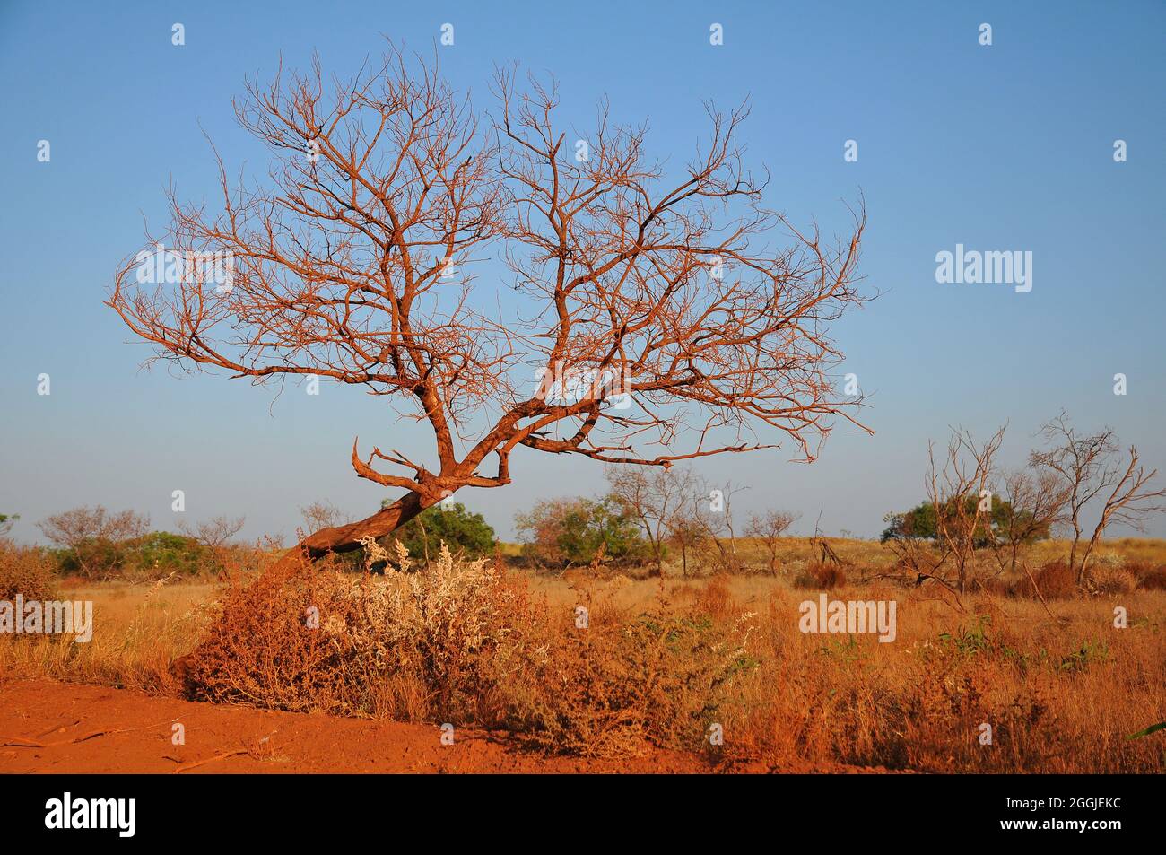 Australian Bush Tree Stock Photo - Alamy