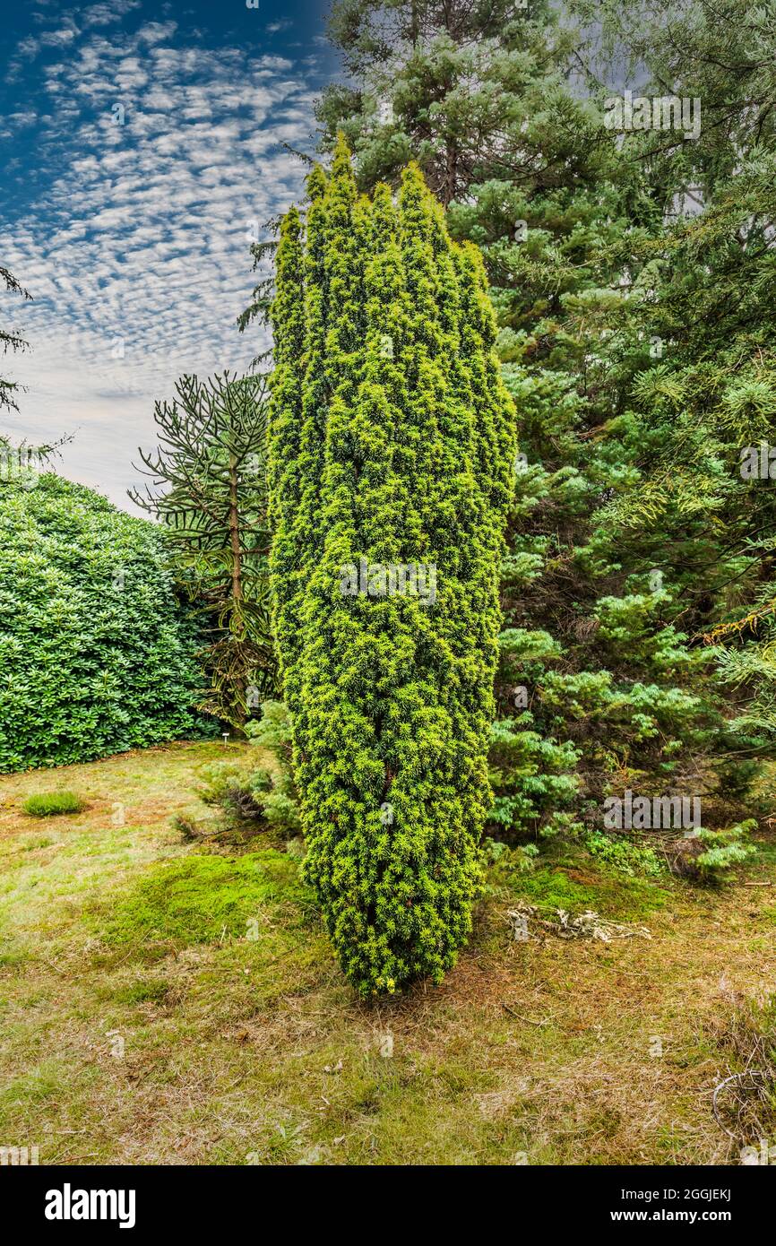Taxus baccata ‘standishii’ hi-res stock photography and images - Alamy