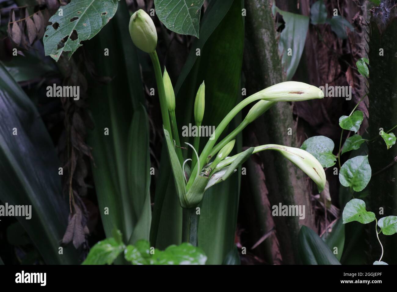 Little buds hi-res stock photography and images - Alamy