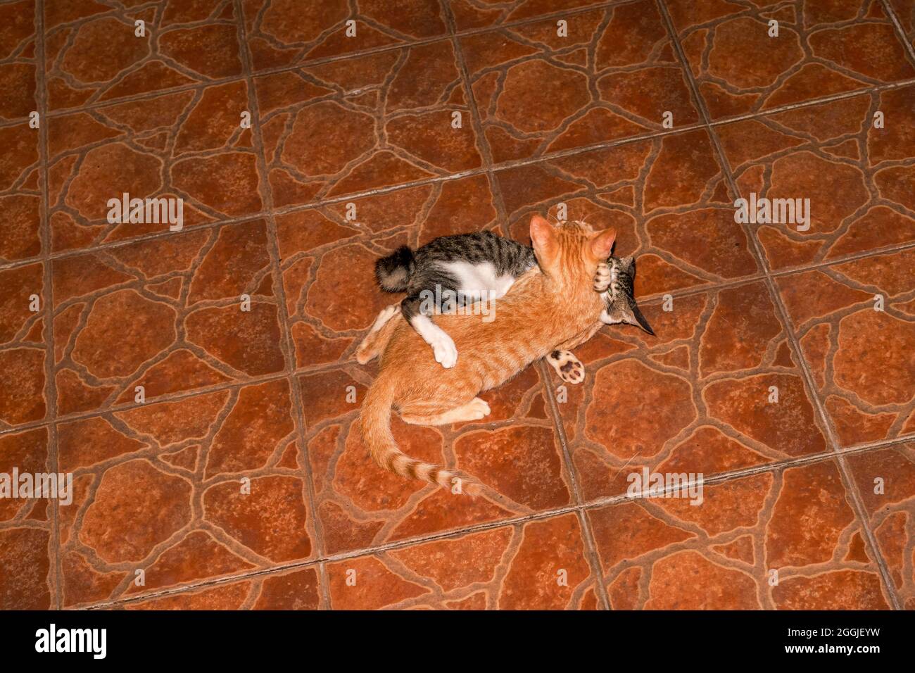 Two Chinese idyllic cats are fighting Stock Photo - Alamy