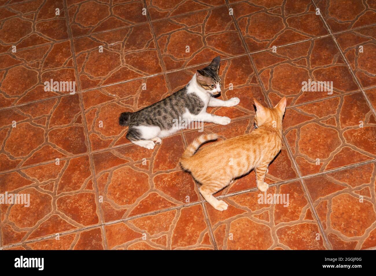 Two Chinese idyllic cats are fighting Stock Photo - Alamy