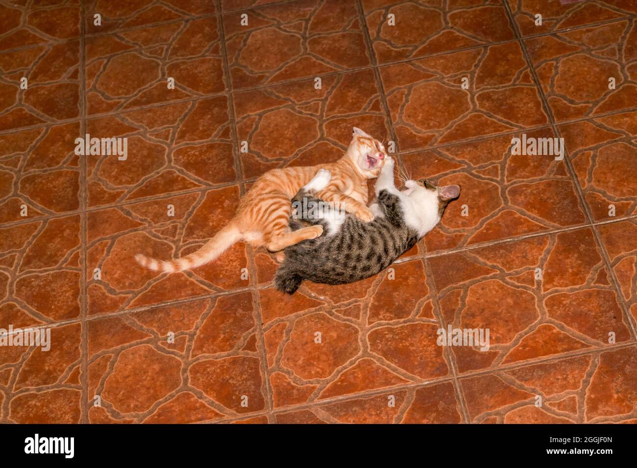 Two Chinese idyllic cats are fighting Stock Photo - Alamy