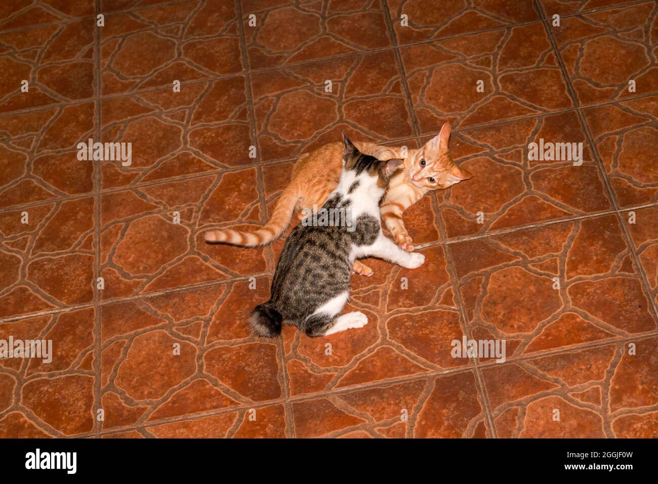 Two Chinese idyllic cats are fighting Stock Photo - Alamy