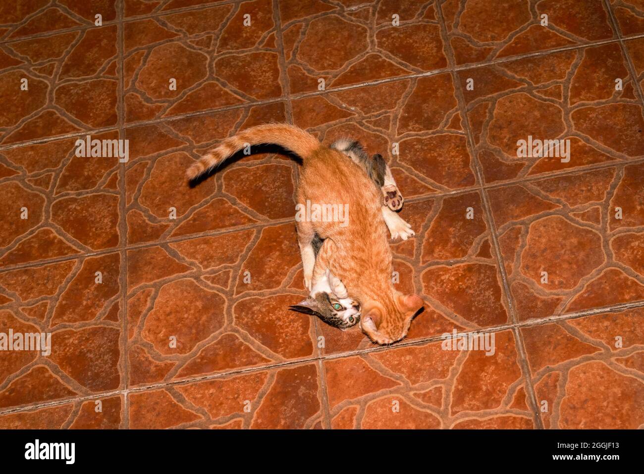 Two Chinese idyllic cats are fighting Stock Photo - Alamy
