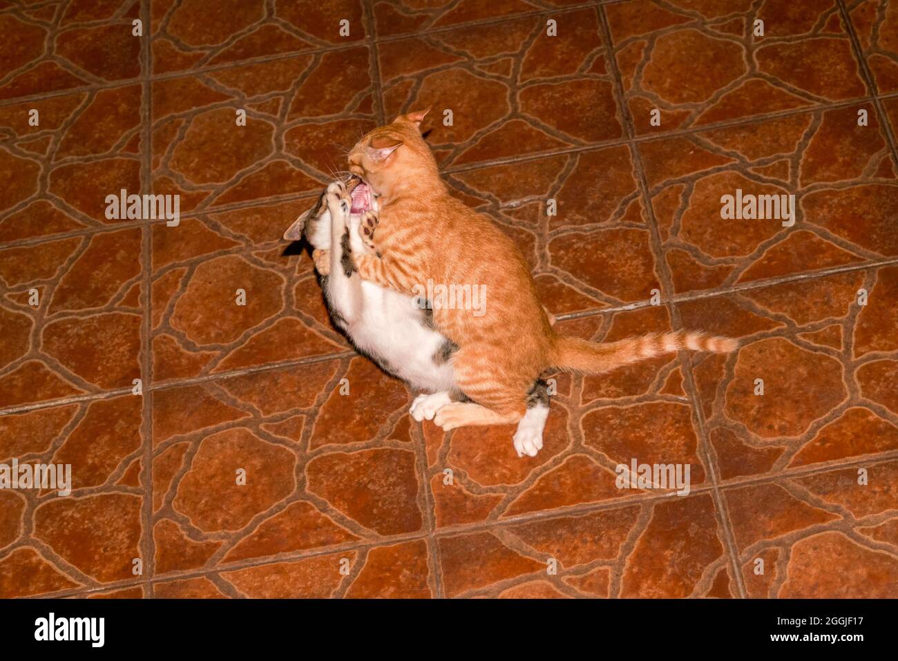 Two Chinese idyllic cats are fighting Stock Photo - Alamy