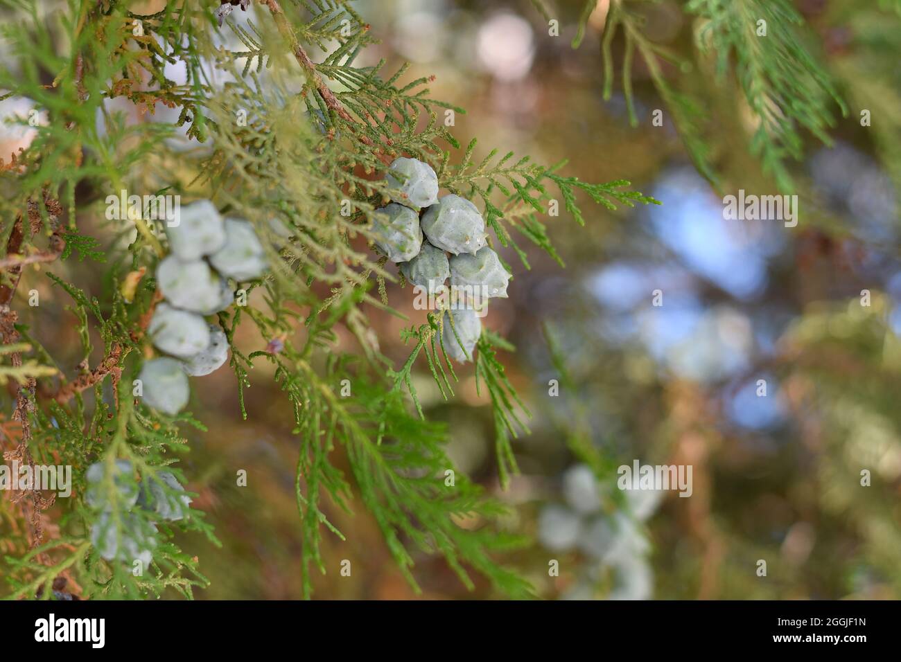 Pinewood island hi-res stock photography and images - Alamy