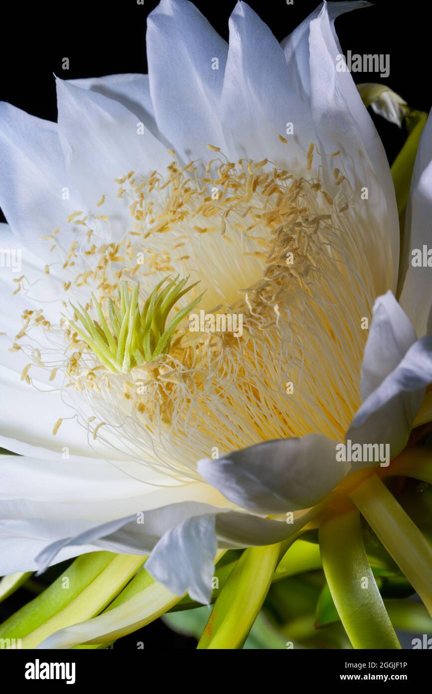 Overlord flower hi-res stock photography and images - Alamy