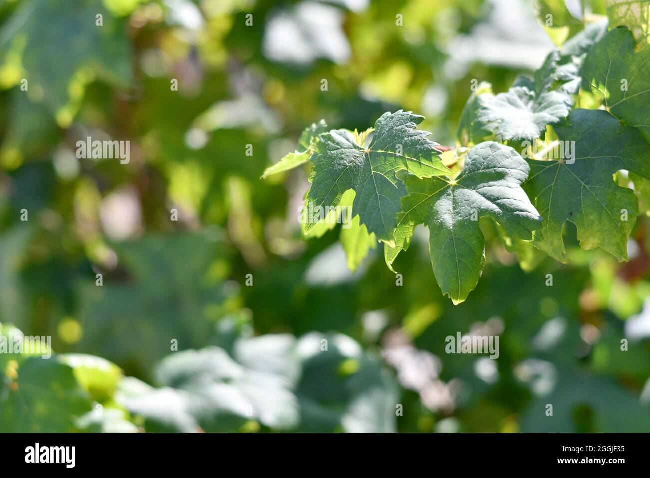 Vine branches national park hi-res stock photography and images - Alamy