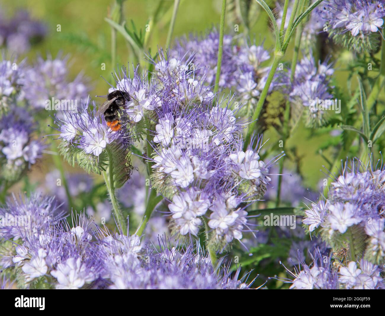 Flowering bee pasture, Phacelia, close-up Stock Photo - Alamy