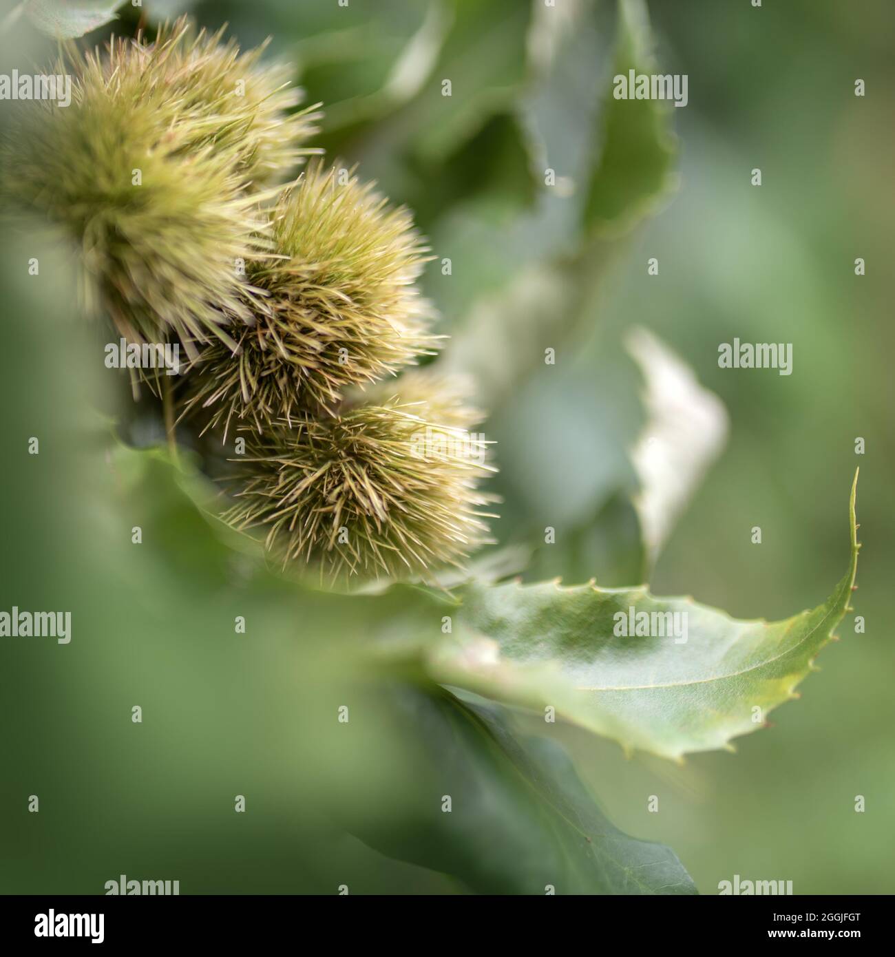 Chestnuts growing trees hi-res stock photography and images - Alamy