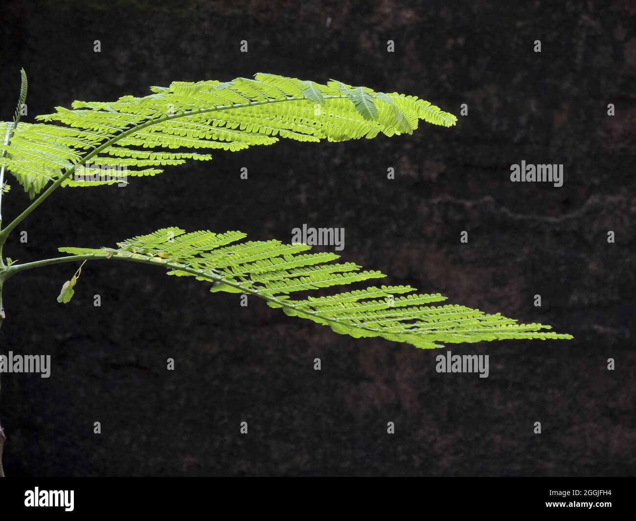 Two leaves of fern on a tree hi-res stock photography and images - Alamy