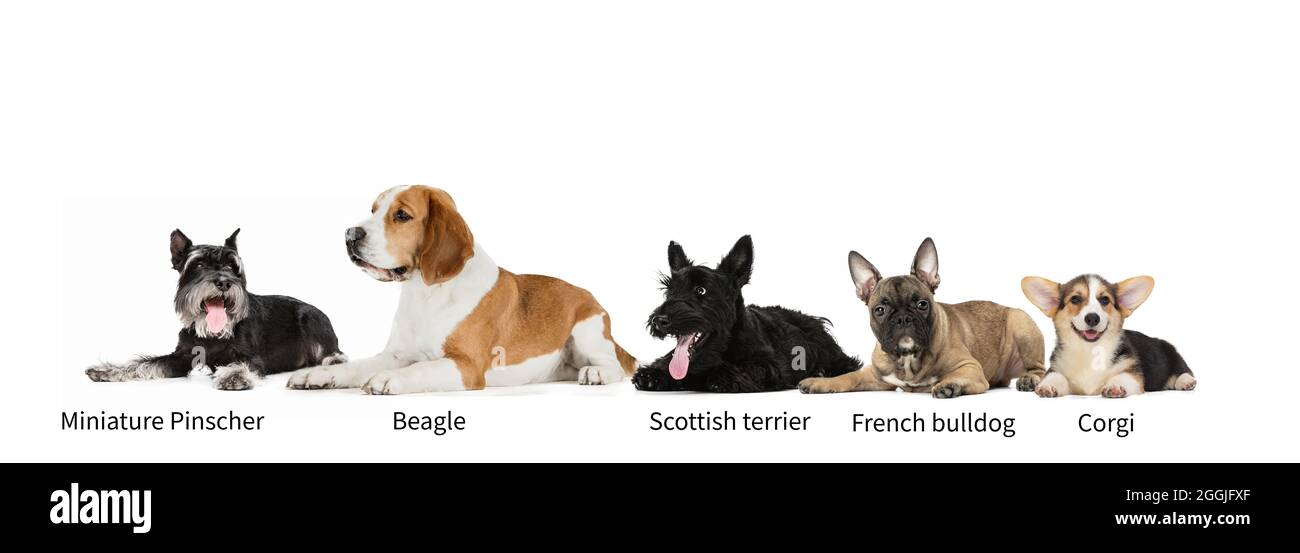 Horizontal collage made of popular purebred dogs isolated over white ...