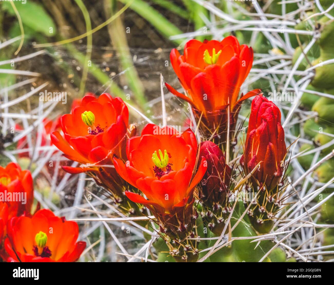 Red Orange Flowers Claret Cup Cactus Hedgehog Cactus Kingcup Cactus ...