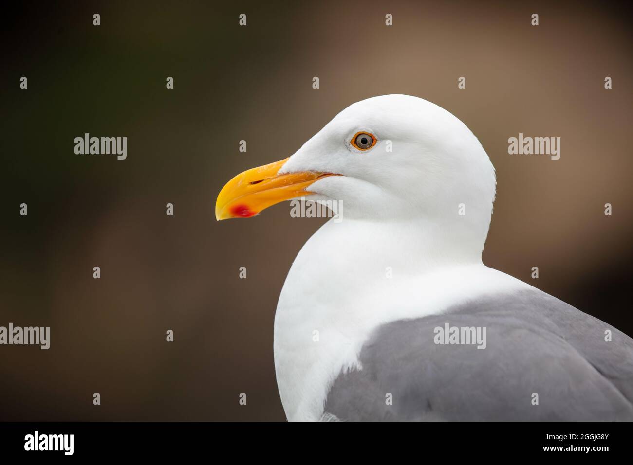 Closeup of a beautiful white seagull with an orange beak Stock Photo ...