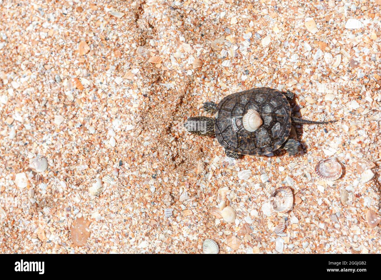 Turtle on the beach with seashells , view from above Stock Photo - Alamy