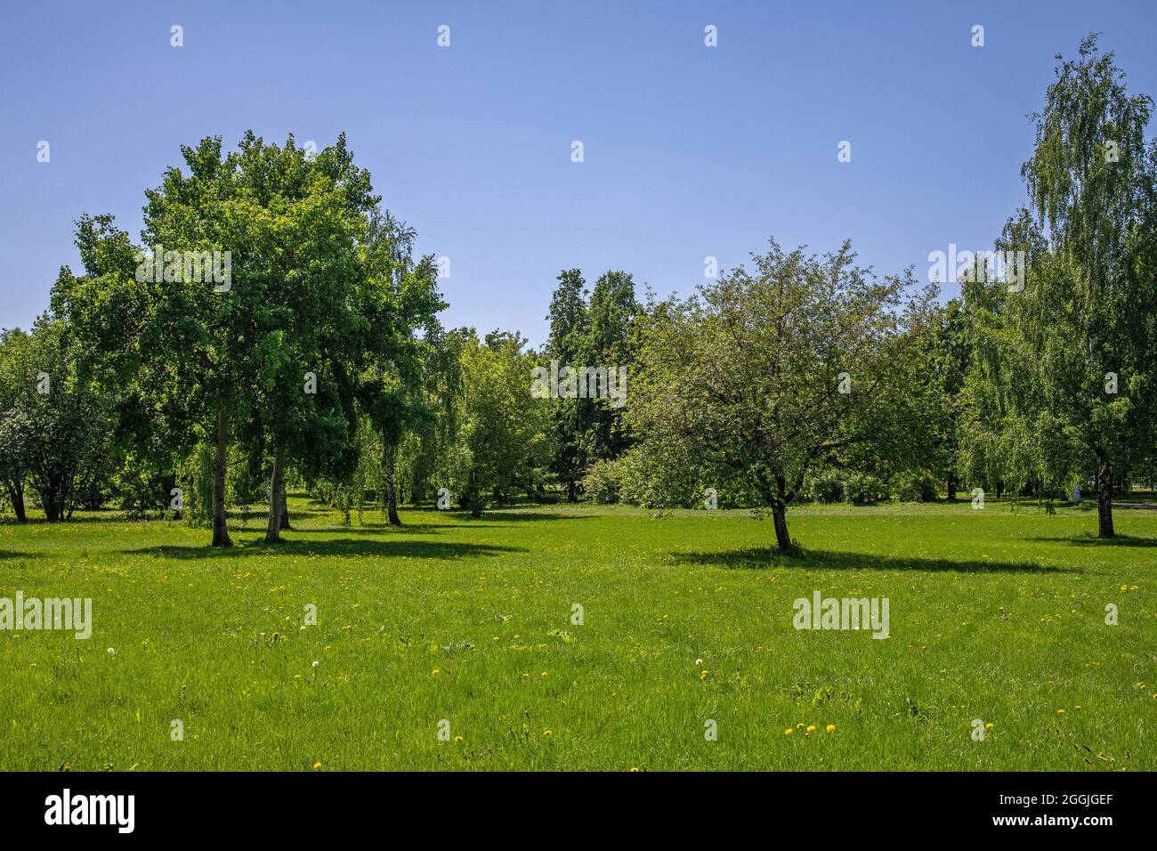 Park with a different deciduous trees in Kolomenskoye in Moscow, Russia ...