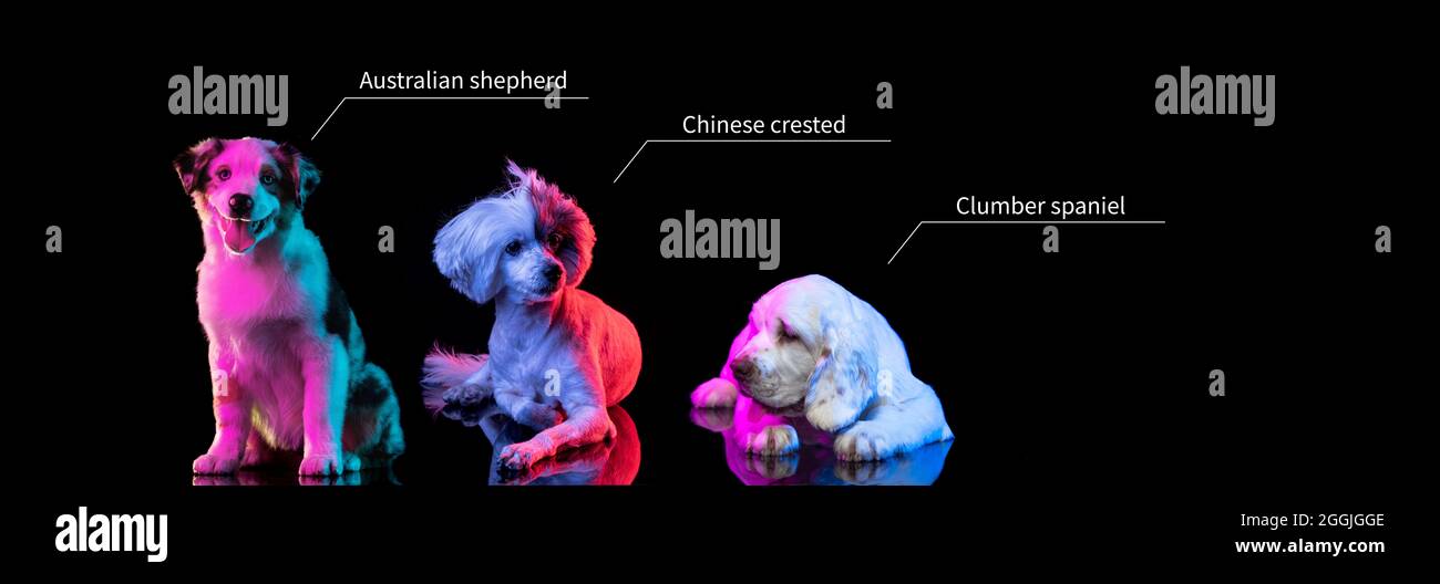Composite image made of 3 purebred dogs isolated over multicolored neon ...