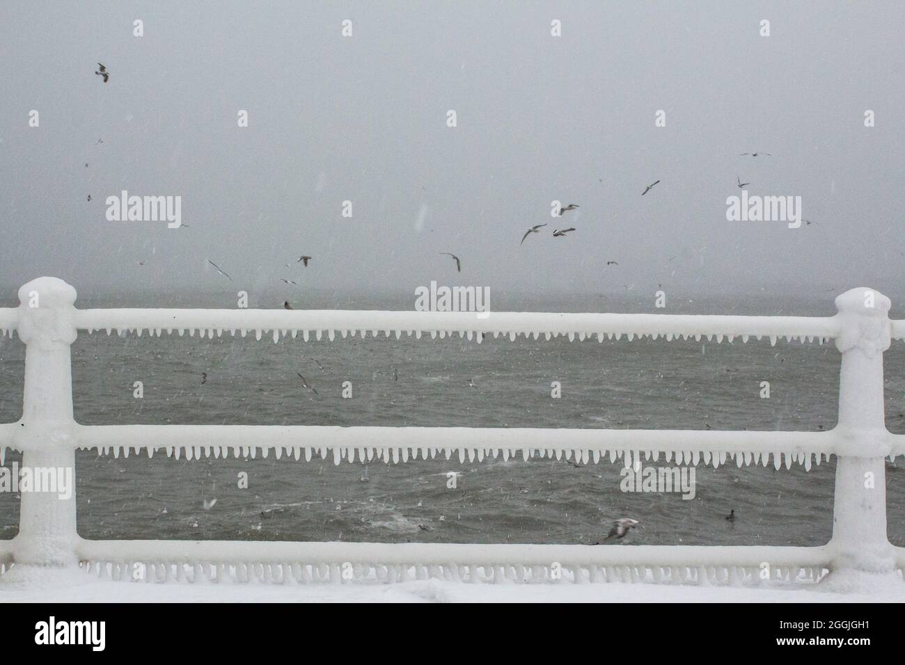 White Bird In A Blizzard Wallpaper