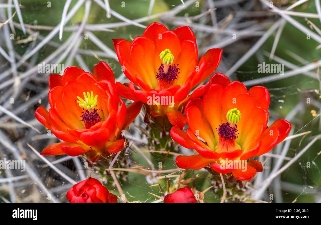 Red Orange Flowers Claret Cup Cactus Hedgehog Cactus Kingcup Cactus ...