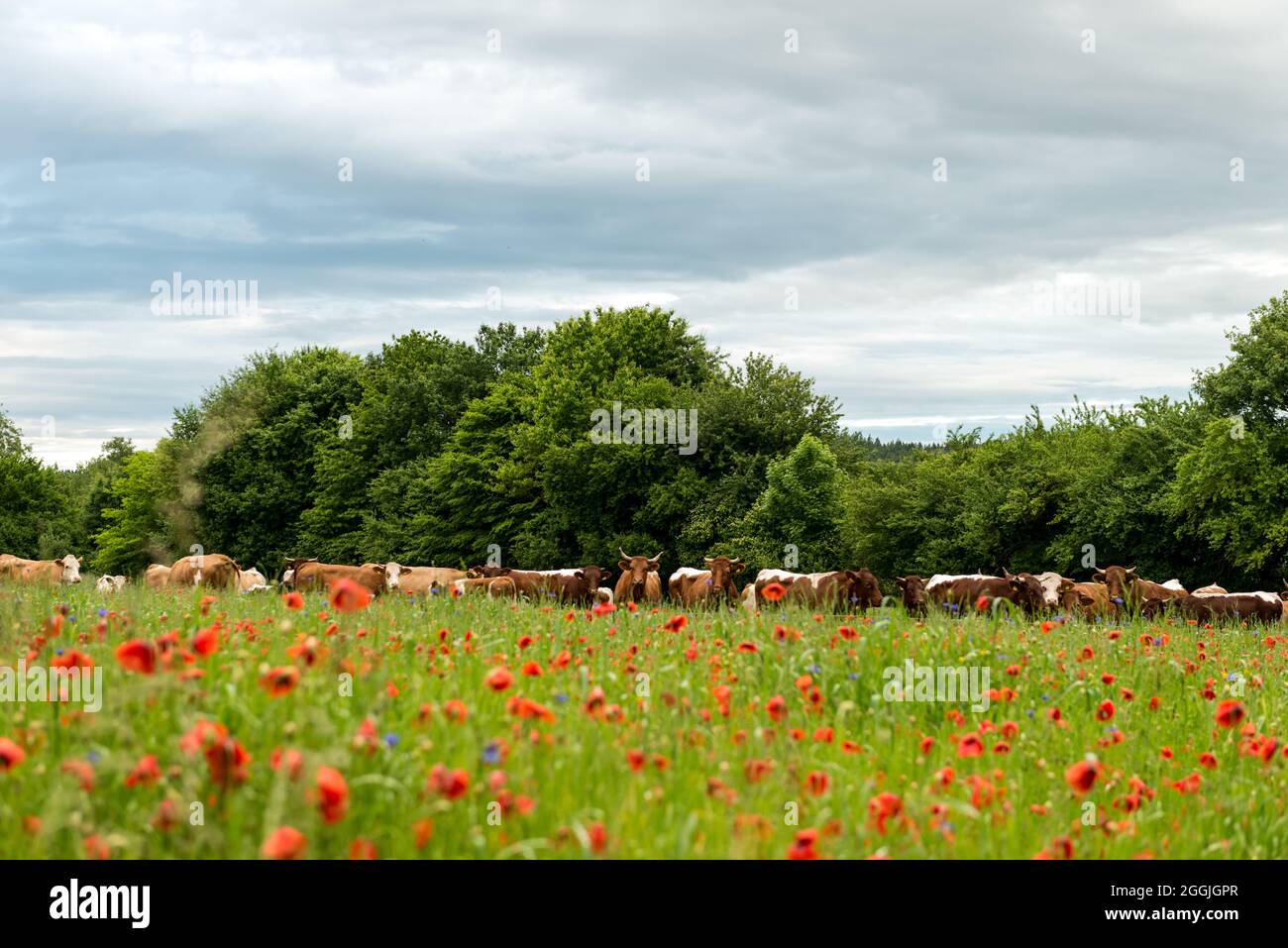 Poppy field, landscape, summer, grasses, herd of cows Stock Photo - Alamy