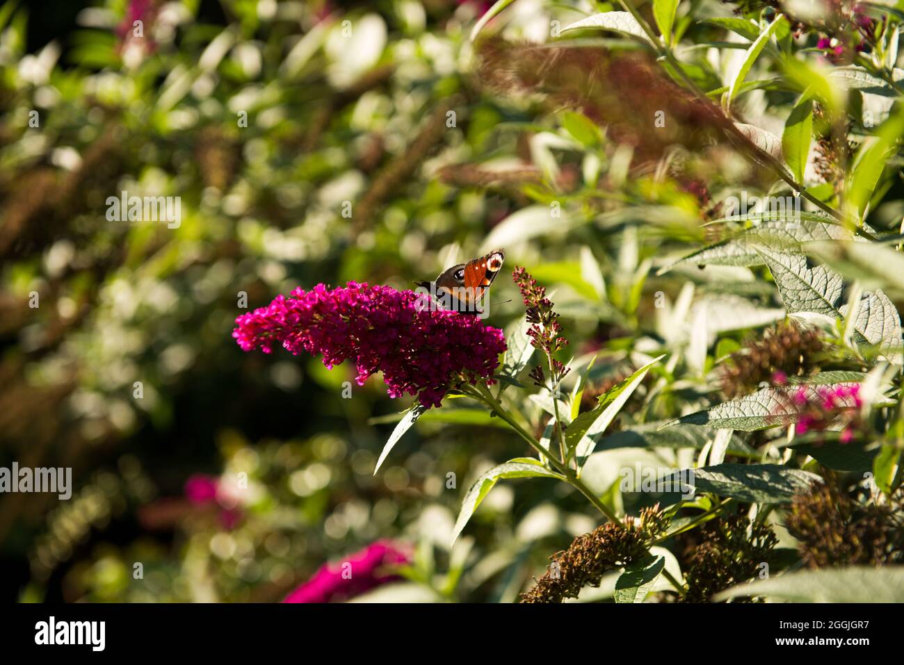 Cottage garden, flowers, plants, buddleia Stock Photo - Alamy