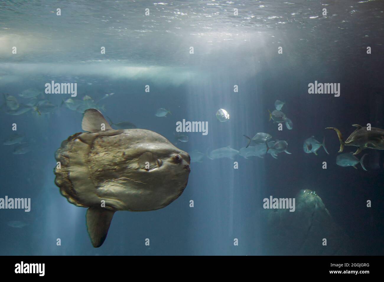 Blue sunfish hi-res stock photography and images - Alamy