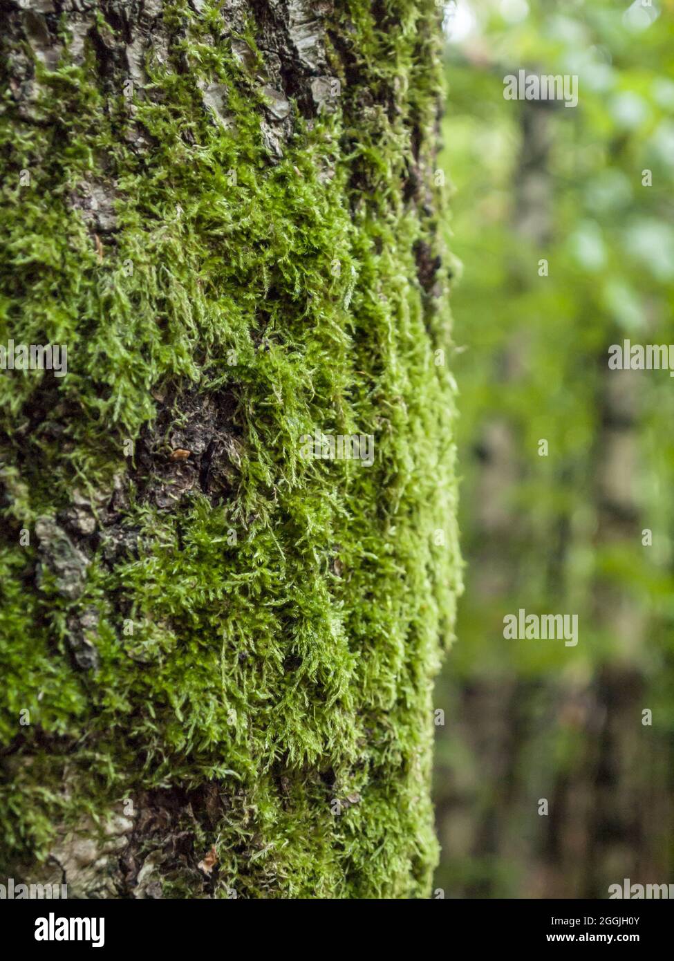 Thick tree bark hi-res stock photography and images - Alamy