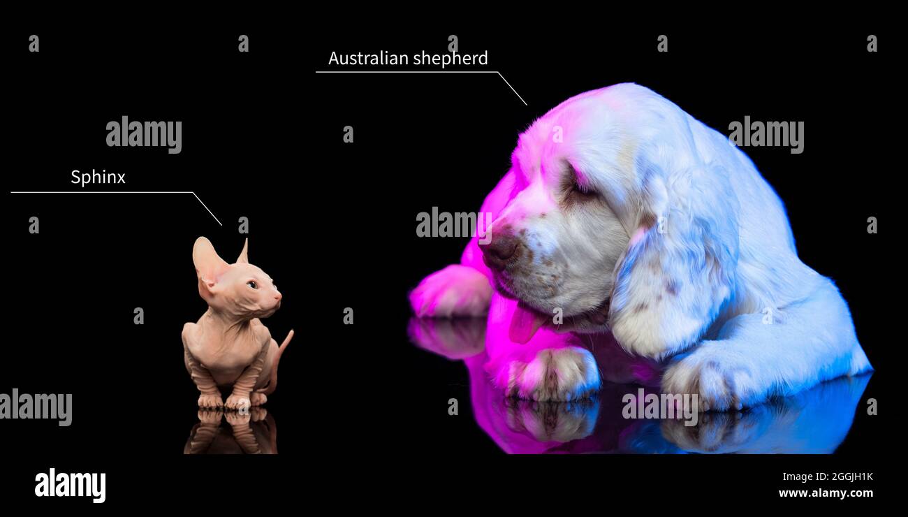 Beautiful big purebred dog lying next to small sphinx cat and looking ...