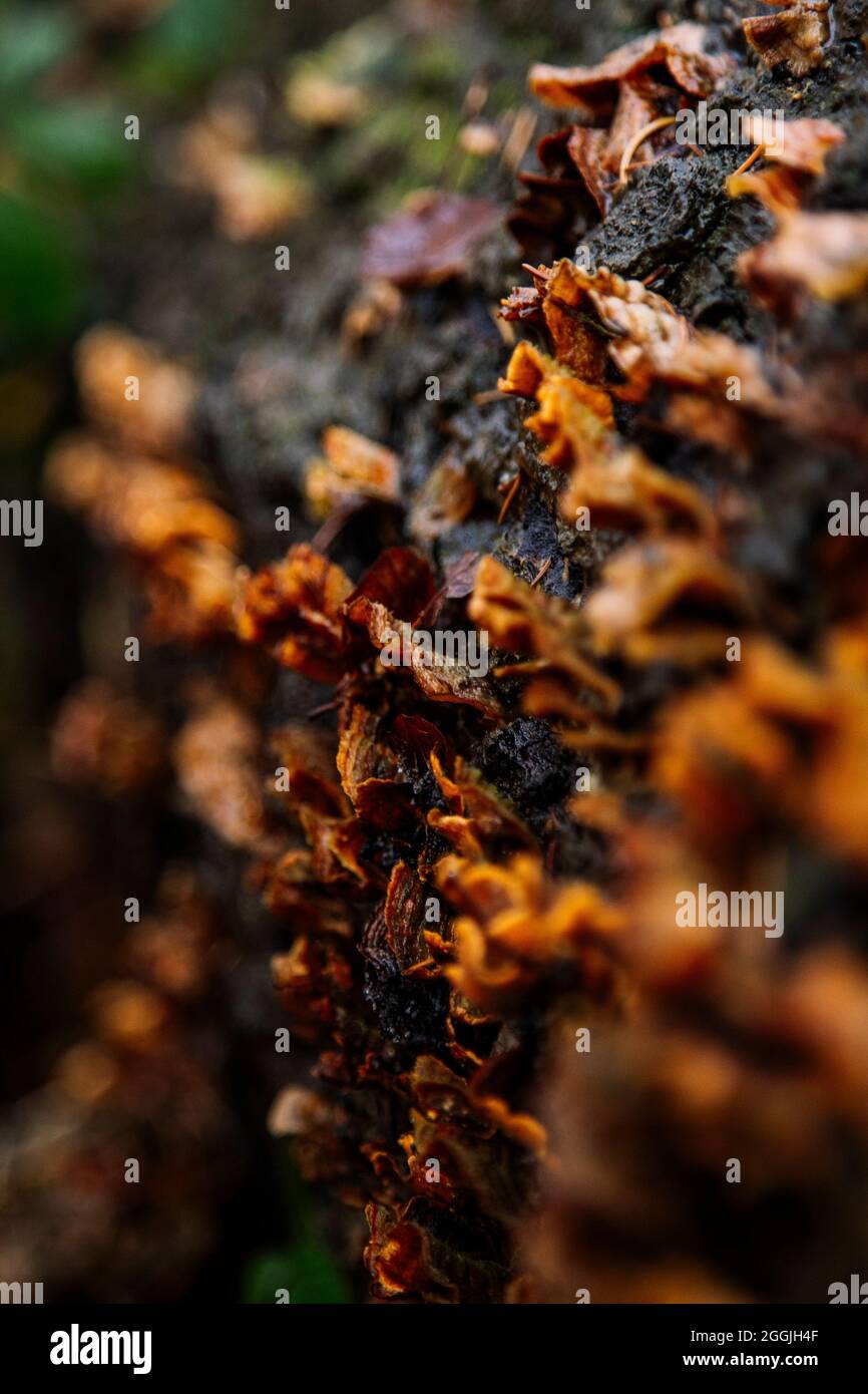 Lienen hi-res stock photography and images - Alamy