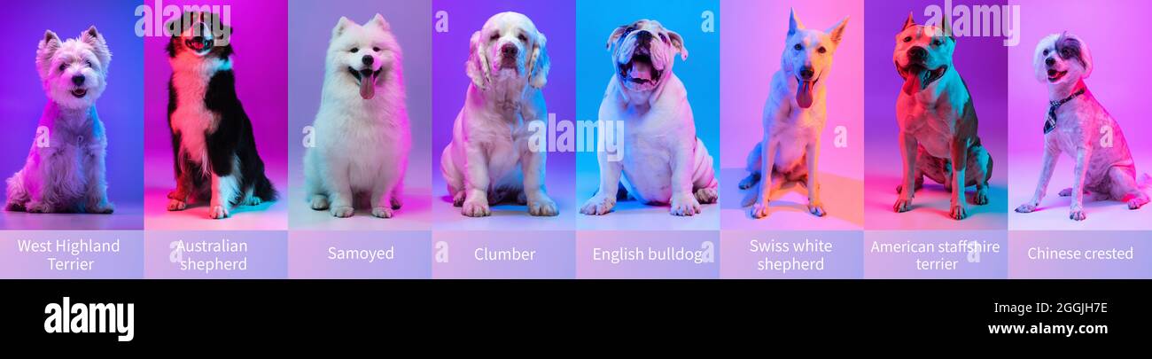 Horizontal flyer, poster with purebred dogs isolated over multicolored ...