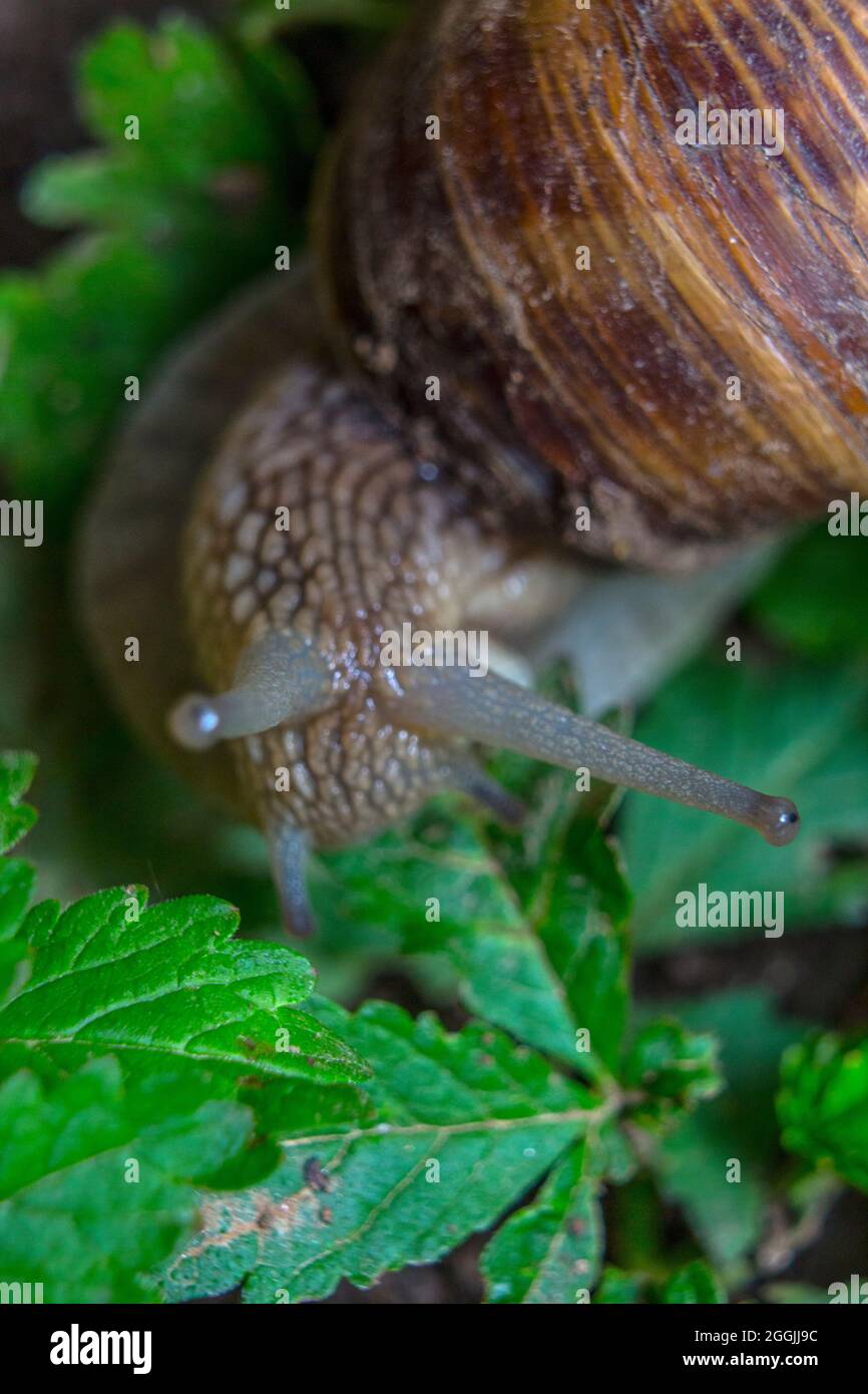 Common snail crawling through the foliage Stock Photo - Alamy