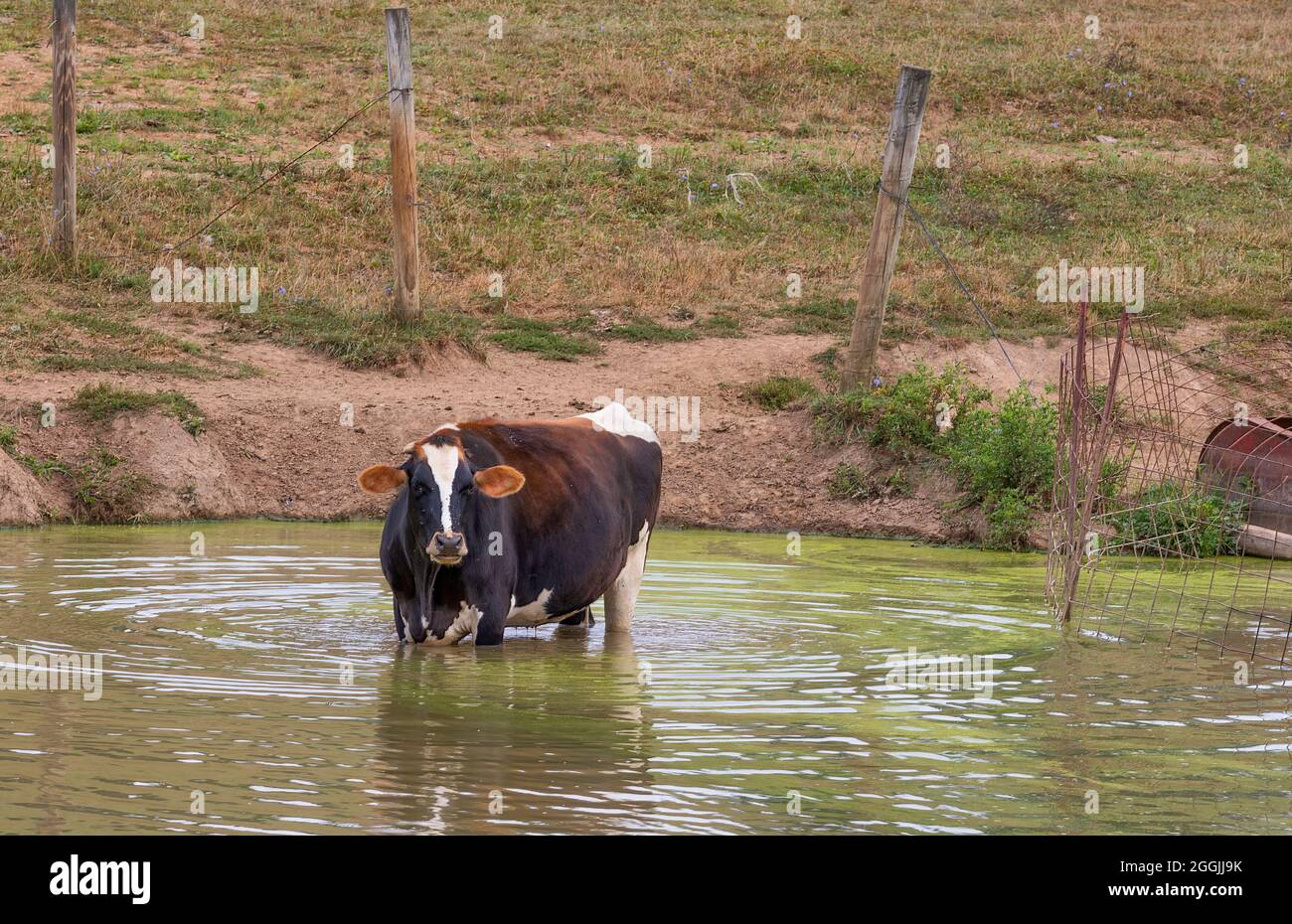 Cow at stock pond hi-res stock photography and images - Alamy