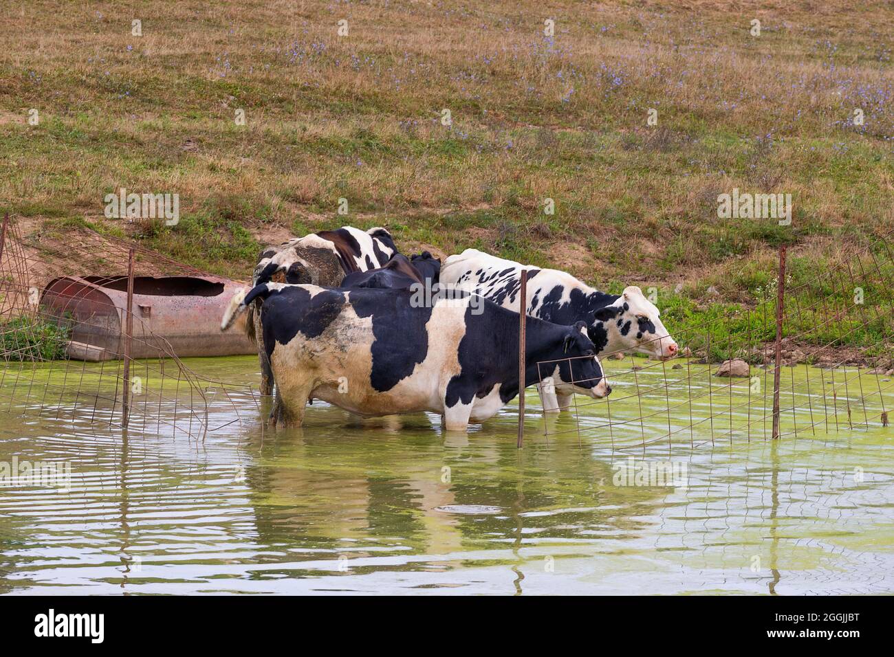 Two cows standing in a stock pond cooling off from the summer heat in ...