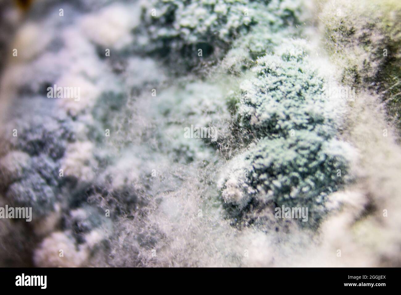 Food poisoning hi-res stock photography and images - Alamy