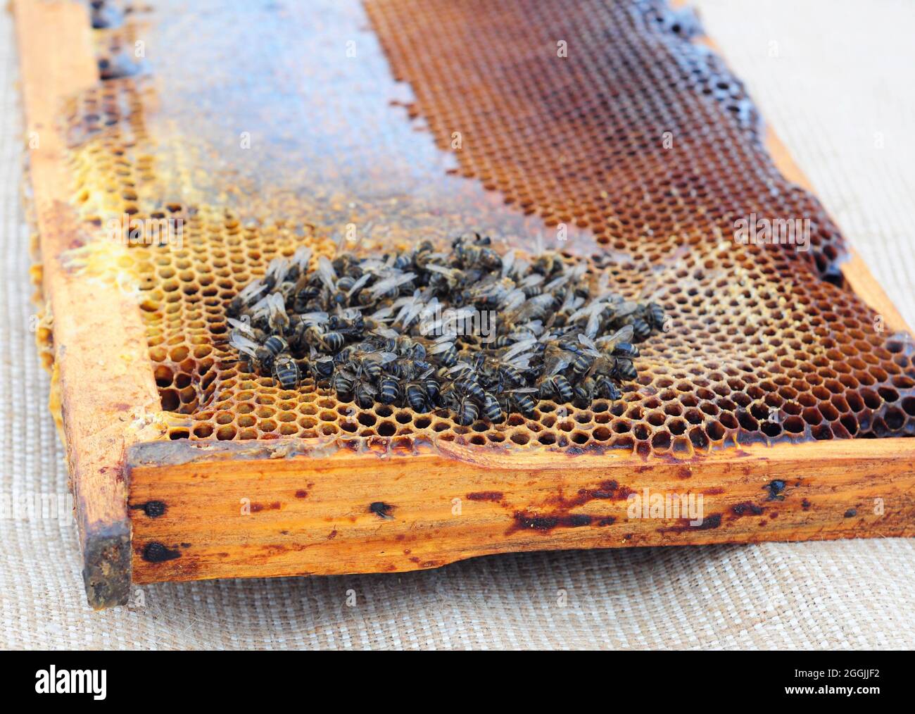 The extinction of honey bees. Beekeepers have been noticing their ...