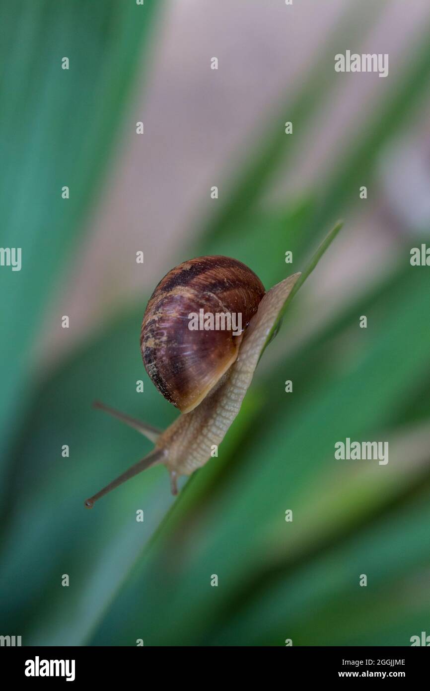 Common snail sliding on bush tree Stock Photo - Alamy