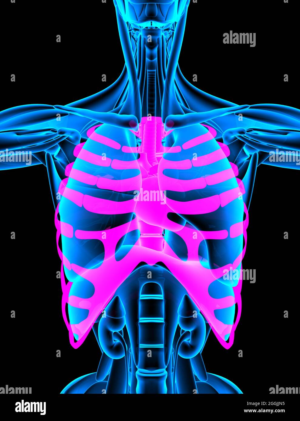 Skeletal Ribs in x-ray. 3d rendering Stock Photo - Alamy