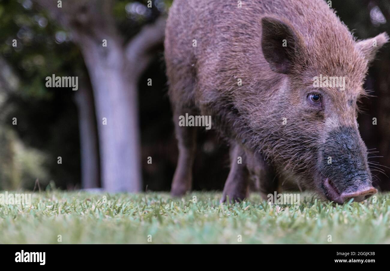 Close-up of young wild boar eating on green grass and under a tree ...