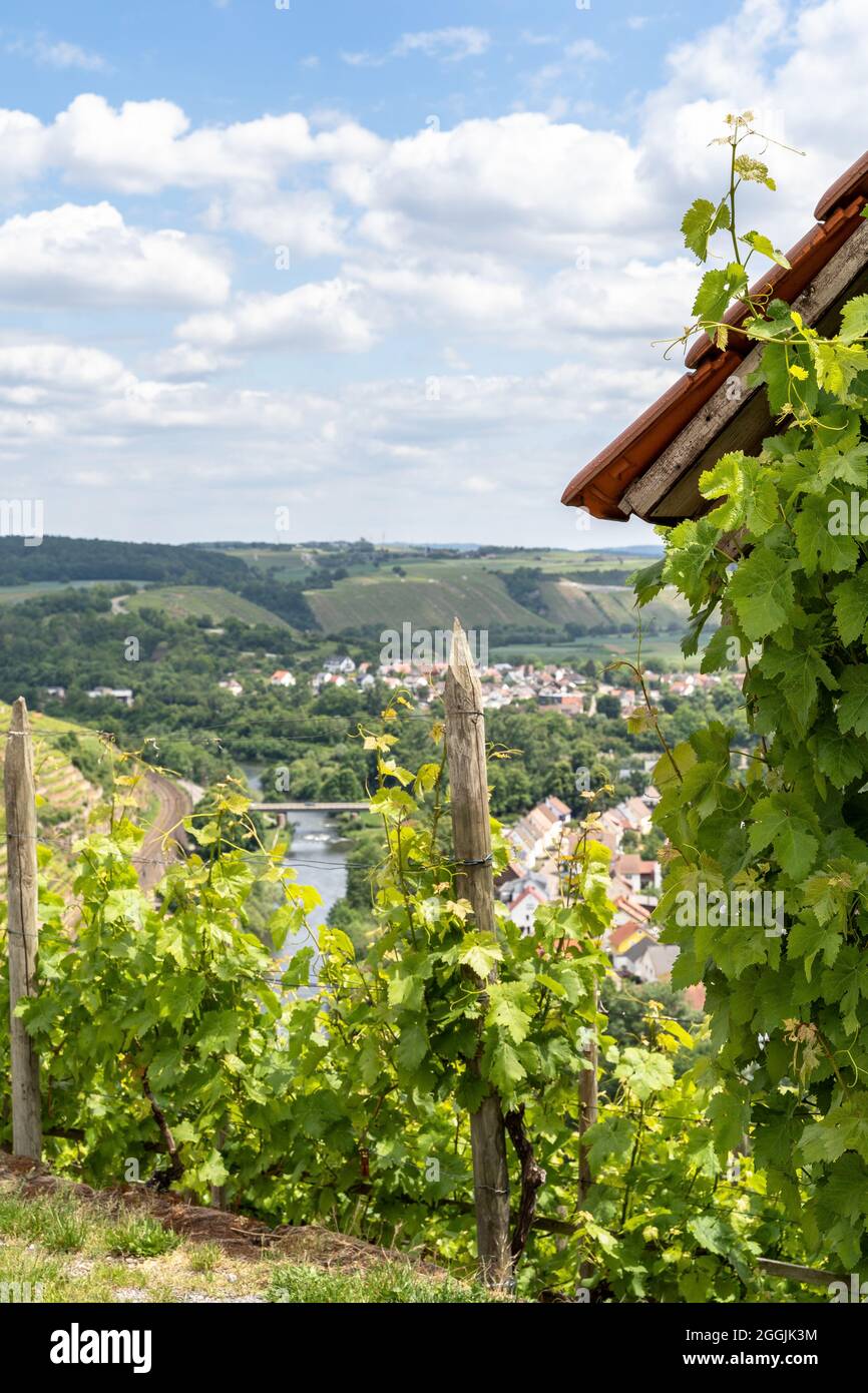 Europe, Germany, Baden-Wuerttemberg, Besigheim, view from the vineyard ...