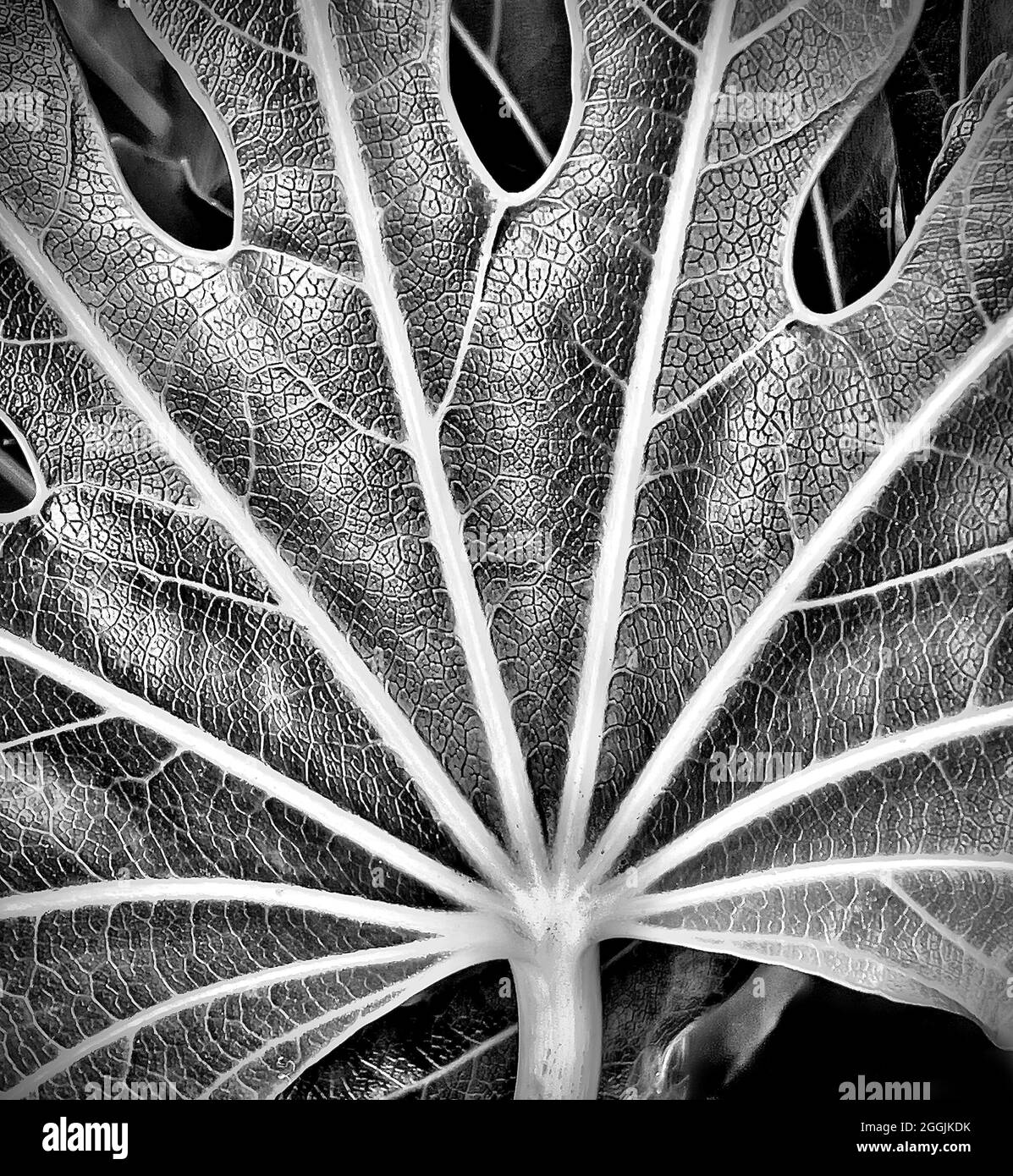 Branching leaf Black and White Stock Photos & Images - Alamy