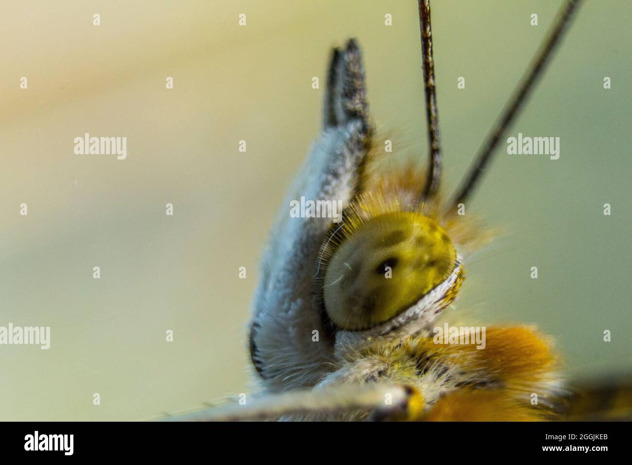 Extreme close-up of a yellow-eyed fluffy butterfly Stock Photo - Alamy