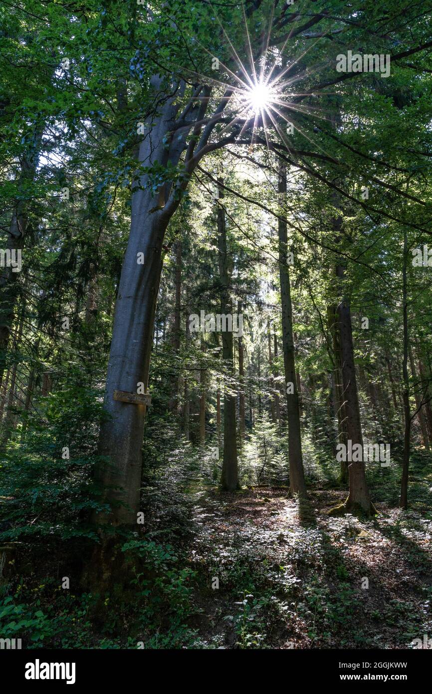 Experience untamed beauty wild forest hi-res stock photography and ...