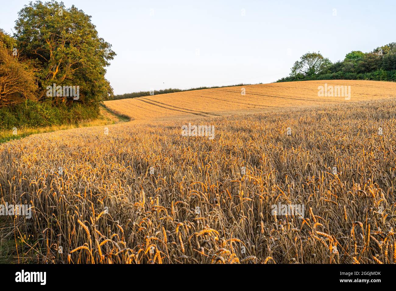 Wheat germination hi-res stock photography and images - Alamy